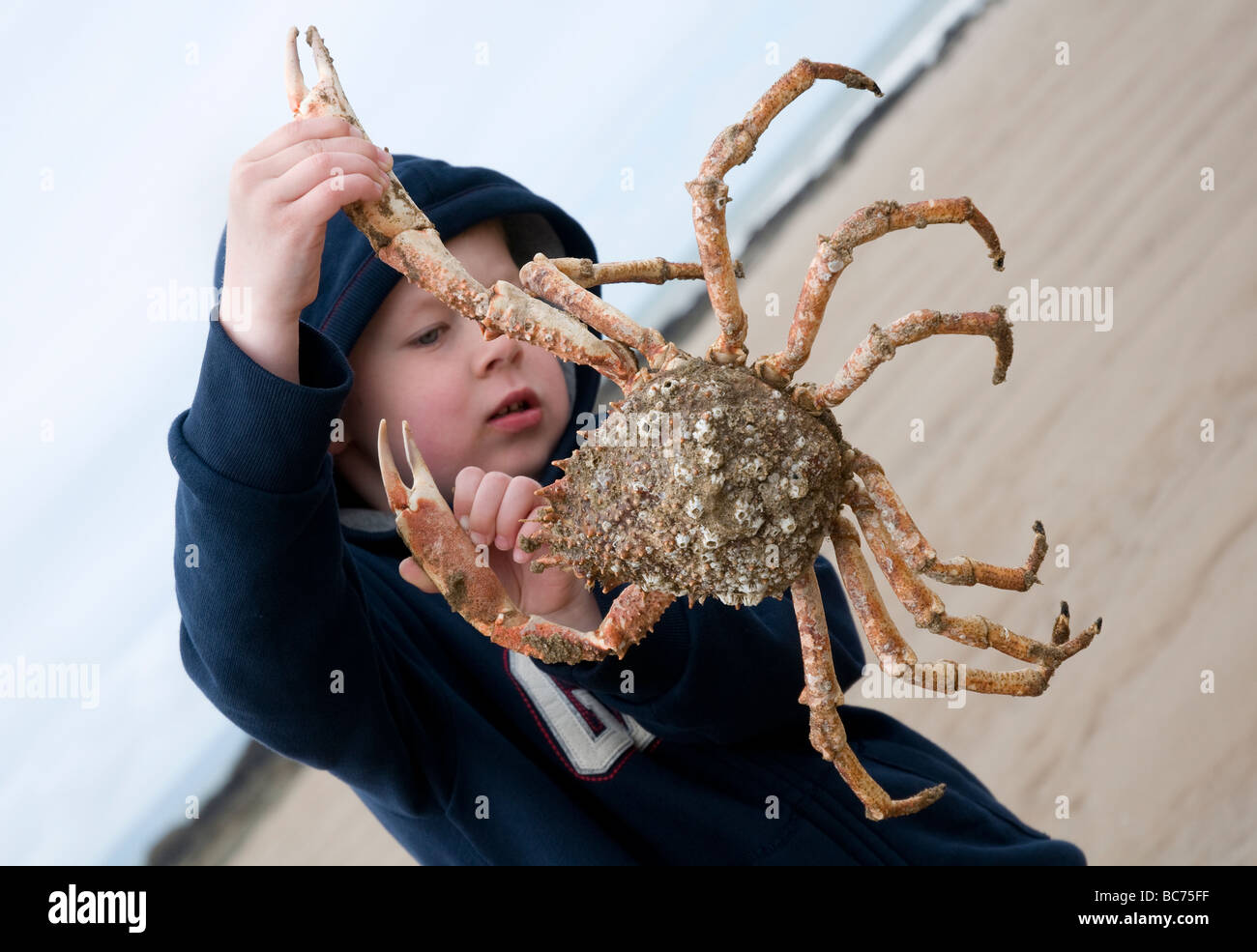 Devon Crab High Resolution Stock Photography and Images - Alamy