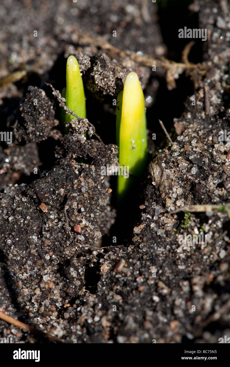 Plant emerging from seed hi-res stock photography and images - Alamy