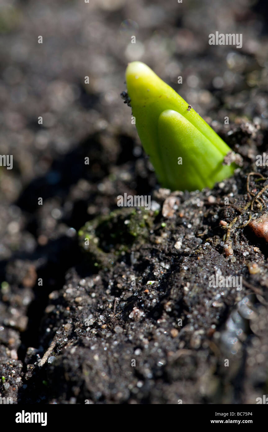 Scion plant hi-res stock photography and images - Alamy