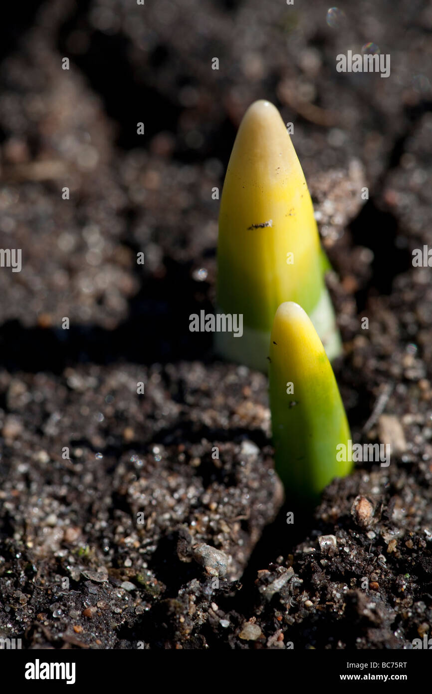 Scion plant hi-res stock photography and images - Alamy