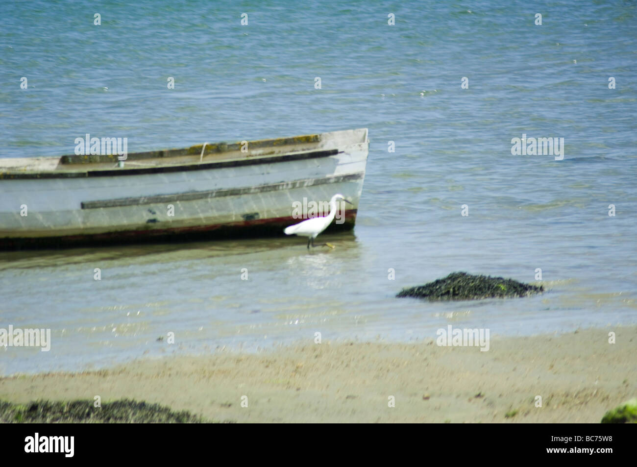 Cormorant Fishing in Solent Stock Photo - Alamy