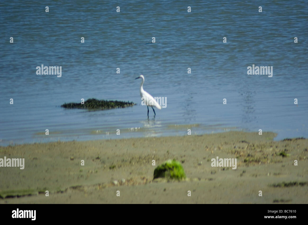 Cormorant Fishing in Solent Stock Photo - Alamy