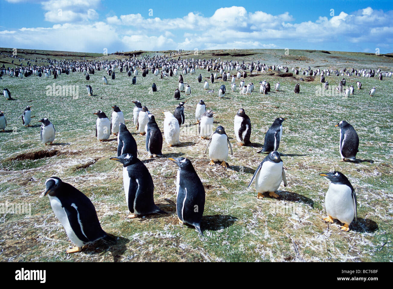 A colony of Gentoo Penguins, Pygoscelis papua Stock Photo - Alamy