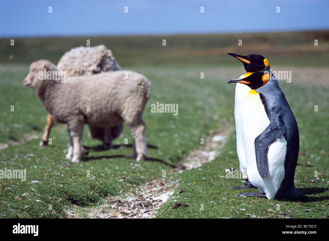 Falkland islands penguins sheep hi-res stock photography and images - Alamy