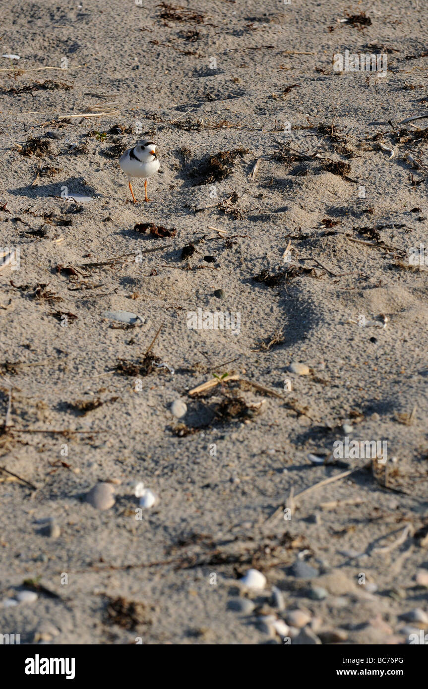 Piping plover nesting hi-res stock photography and images - Alamy