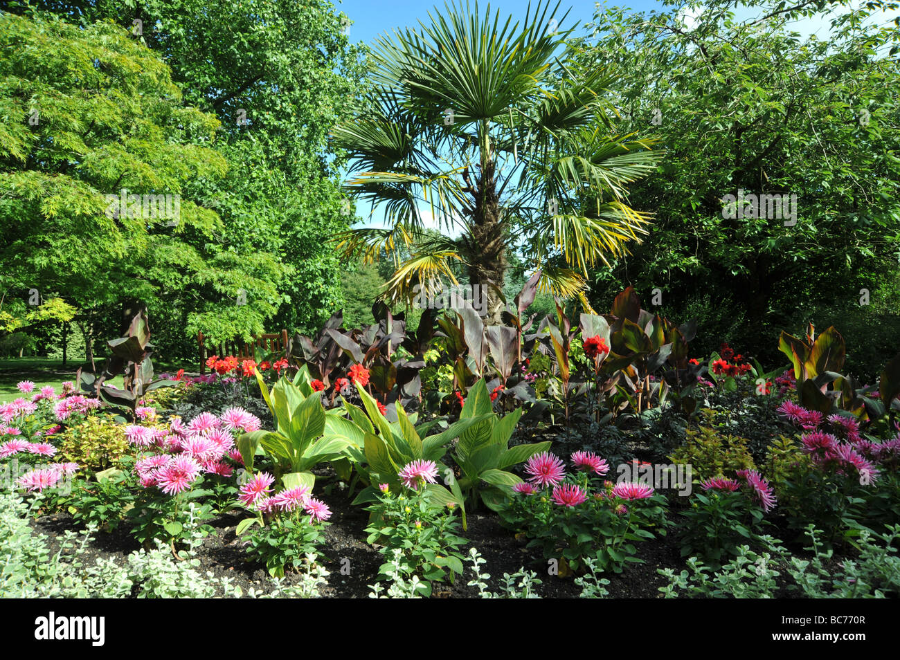 Palm tree in England, in public gardens at Royal Victoria Park, Bath ...