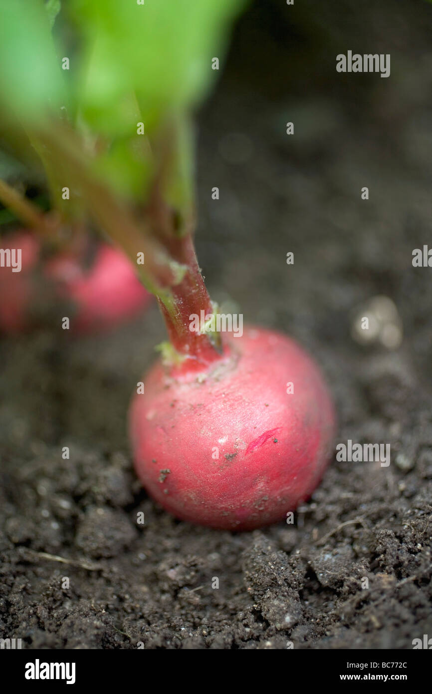 Radish growing in soil (close-up Stock Photo - Alamy