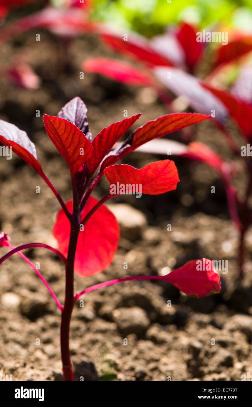 Amaranthus red army hi-res stock photography and images - Alamy