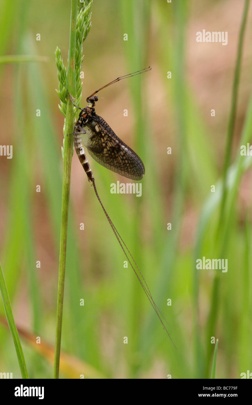 Green drake mayfly Ephemera danica male UK Stock Photo - Alamy