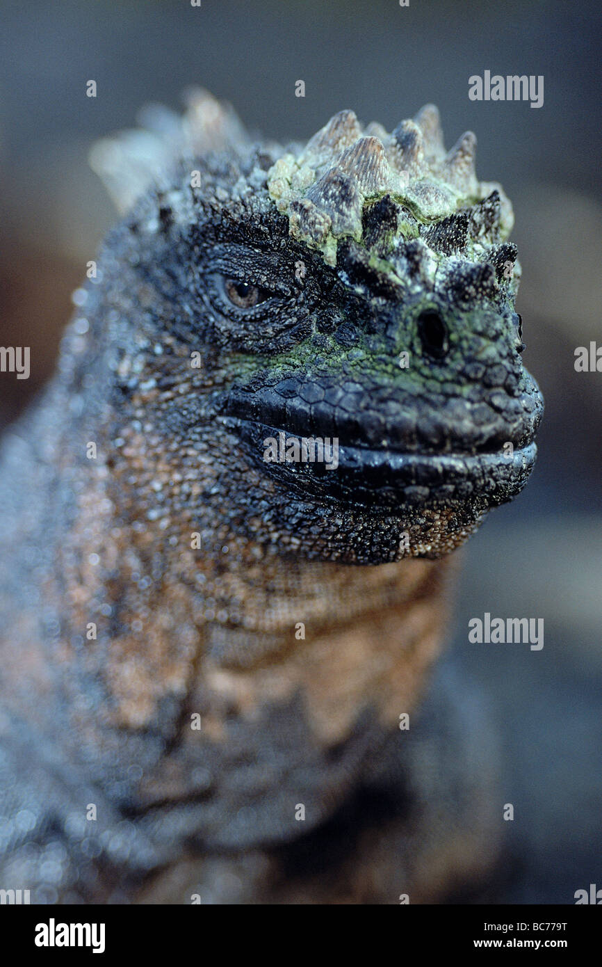 Portrait of a Marine Iguana, Amblyrhynchus cristatus, on the Galapagos ...