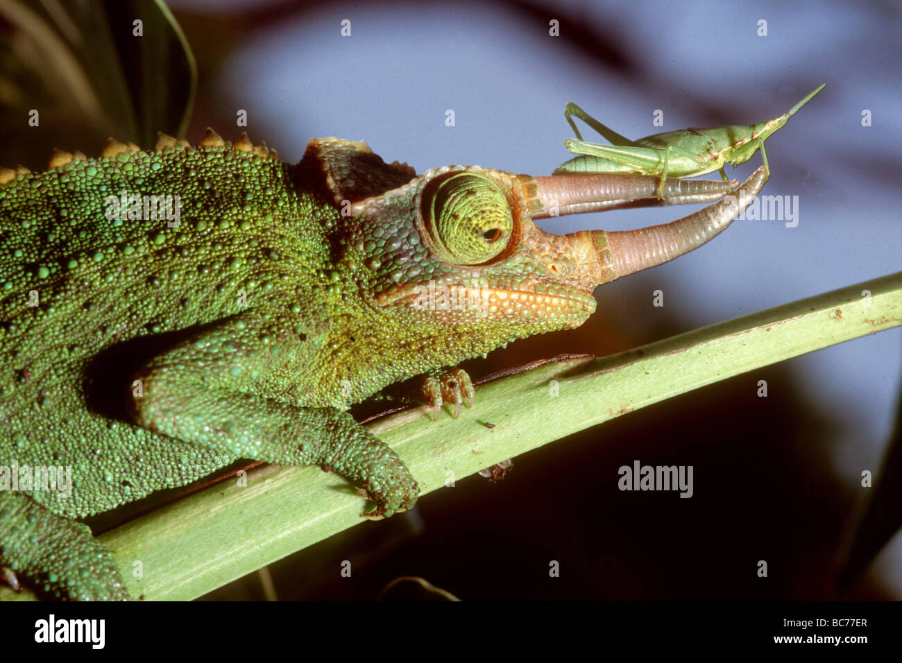 Jackson's Chameleon, Chameleo jacksoni, with a grasshopper sitting on ...