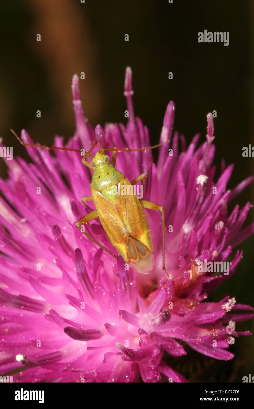 Capsid bugs hi-res stock photography and images - Alamy