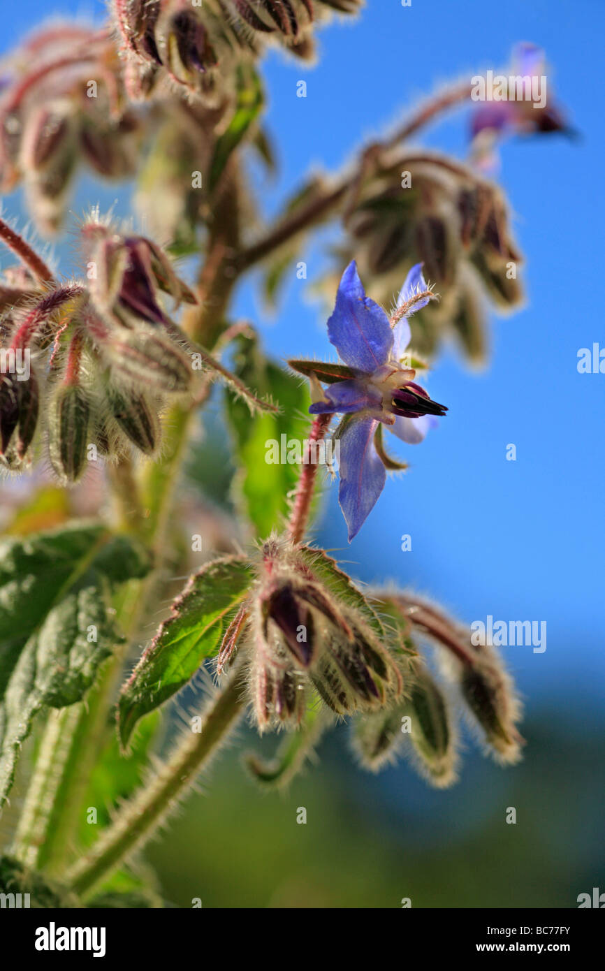 Borage flowering in Summer Stock Photo - Alamy