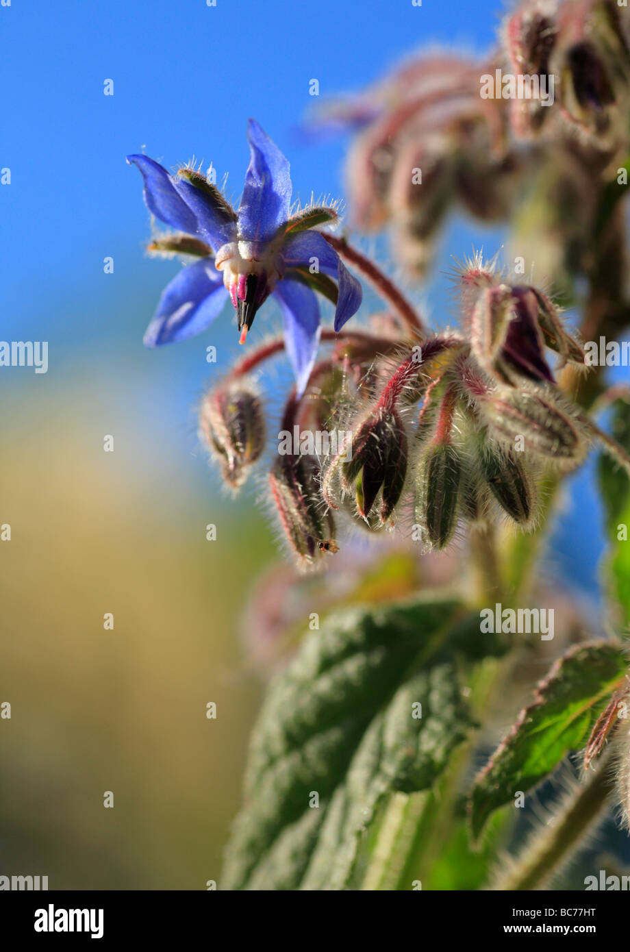 Borage flowering in Summer Stock Photo - Alamy