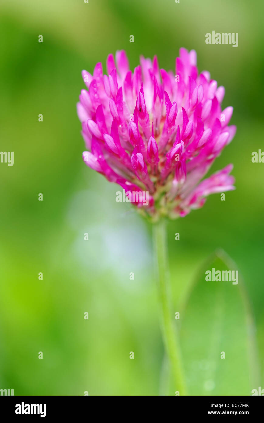 Meadow clover (Trifolium pratense Stock Photo - Alamy