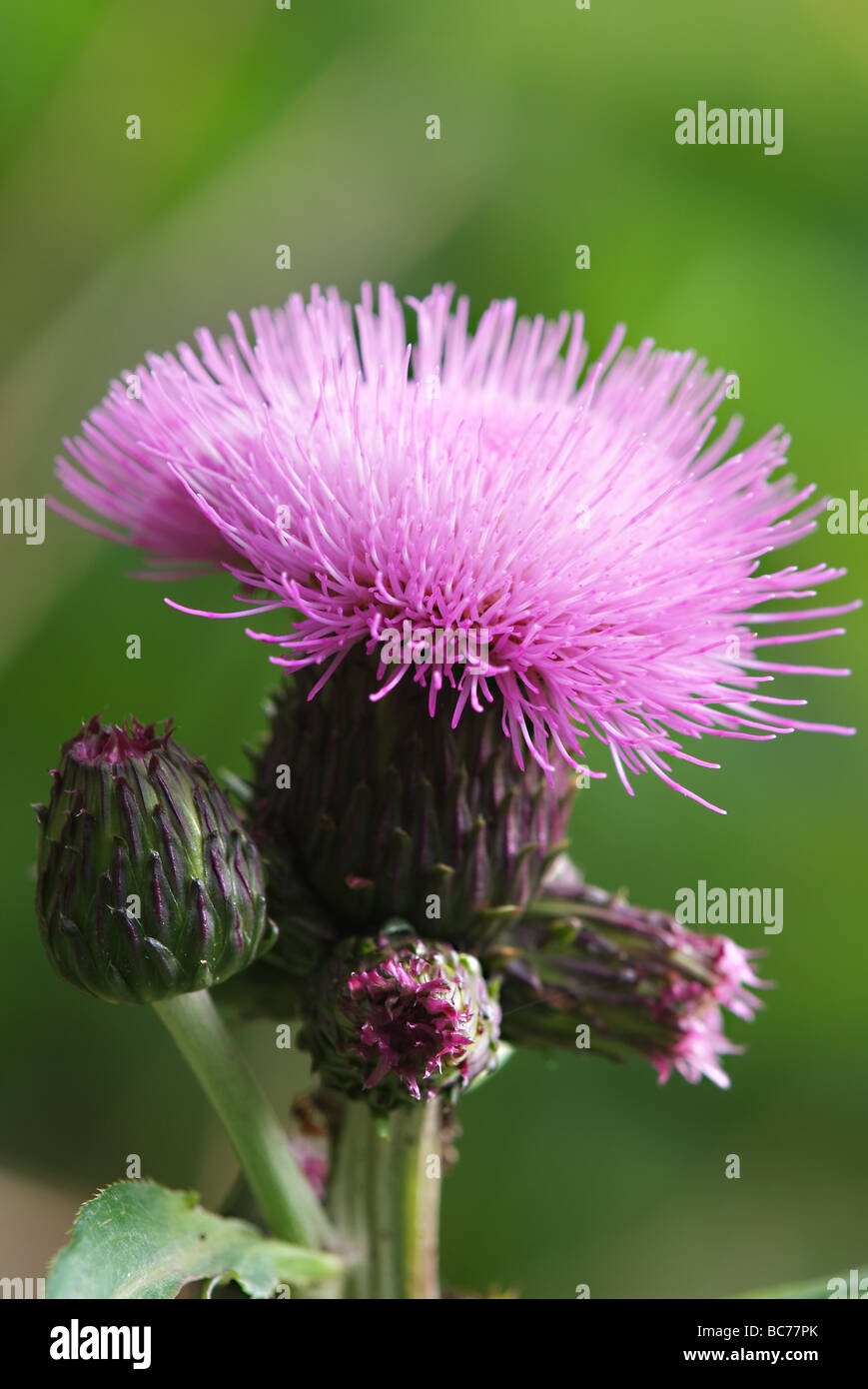 Field thistle hi-res stock photography and images - Alamy