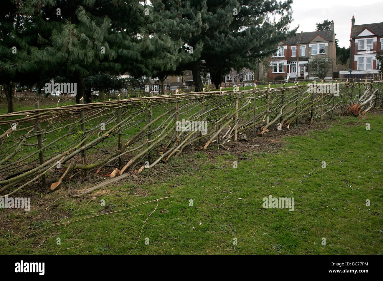 Layered hedge at Lesnes Abbey woods, southeast London, UK Stock Photo ...