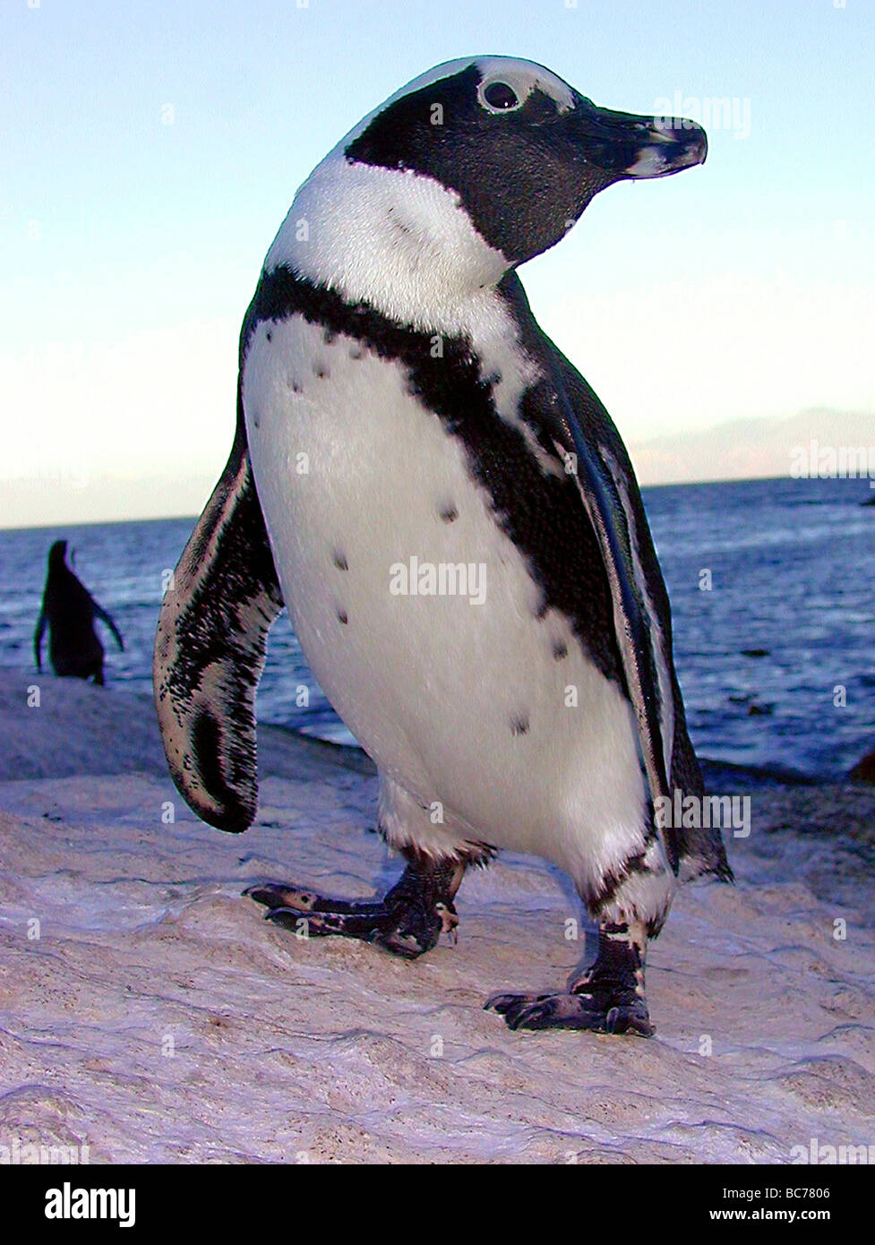 African Penguins, Spheniscus demersus, standing on the beach at sunset ...