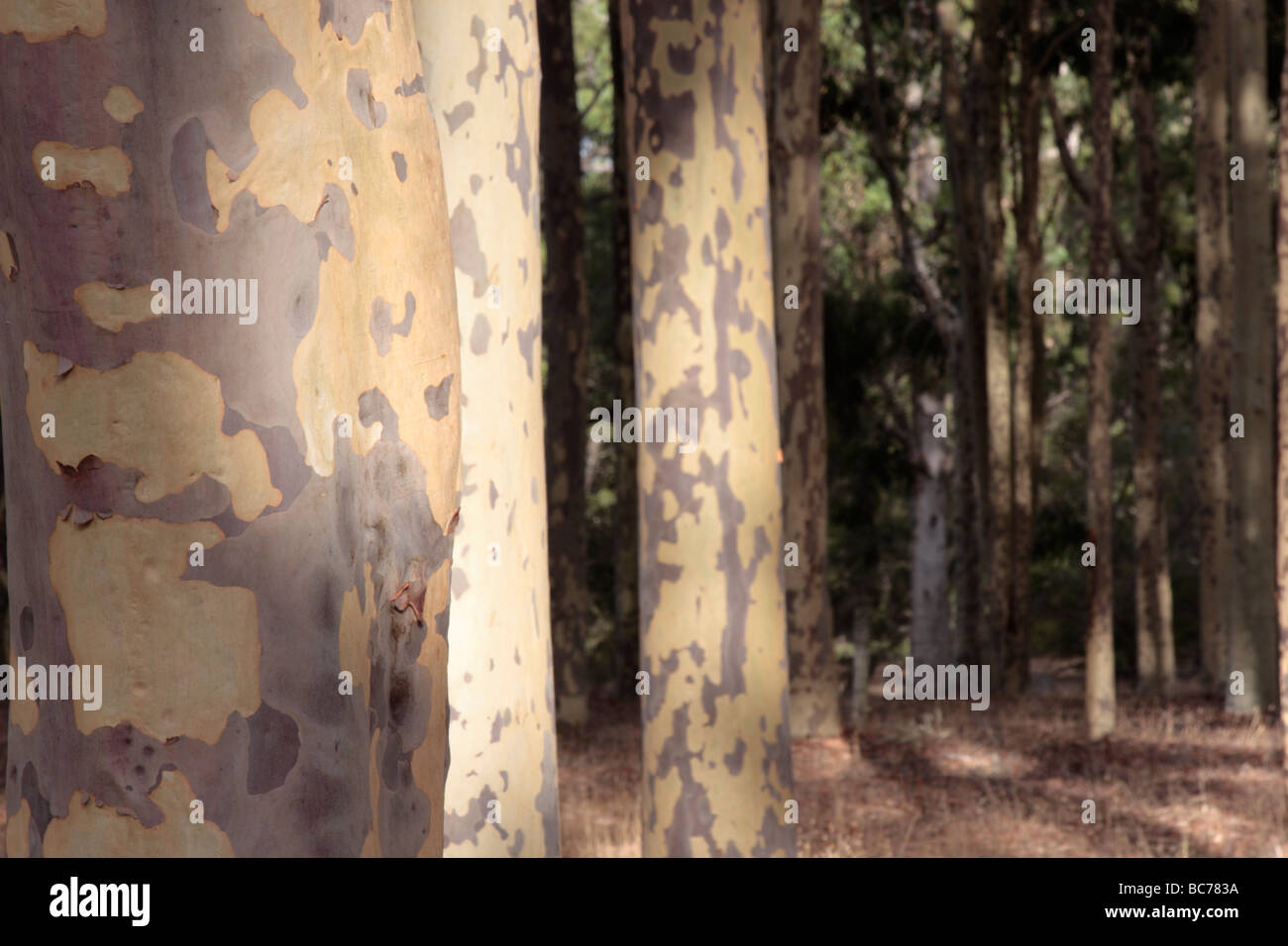 Mottled tree bark hi-res stock photography and images - Alamy