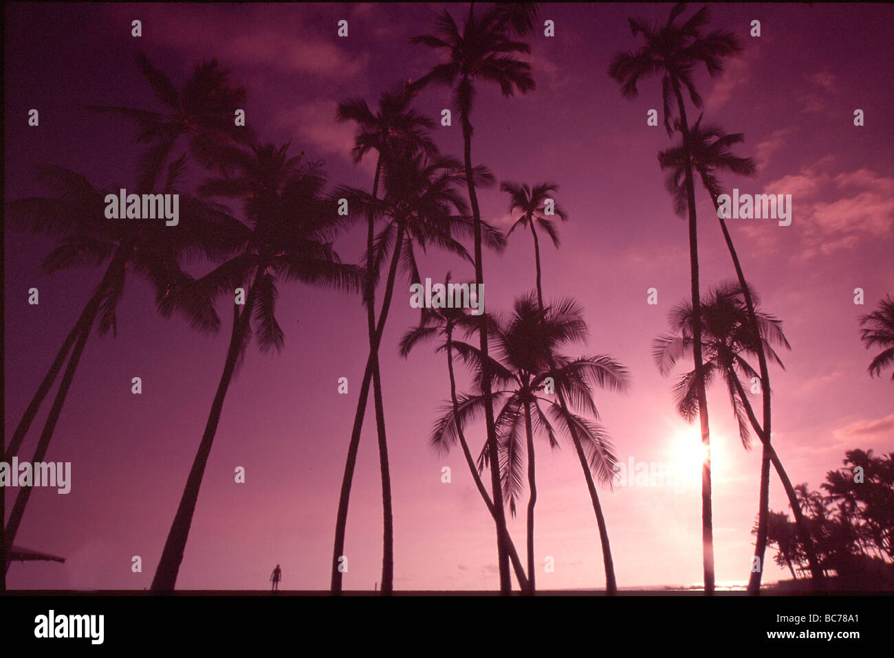 Palm tree at sunset Stock Photo - Alamy