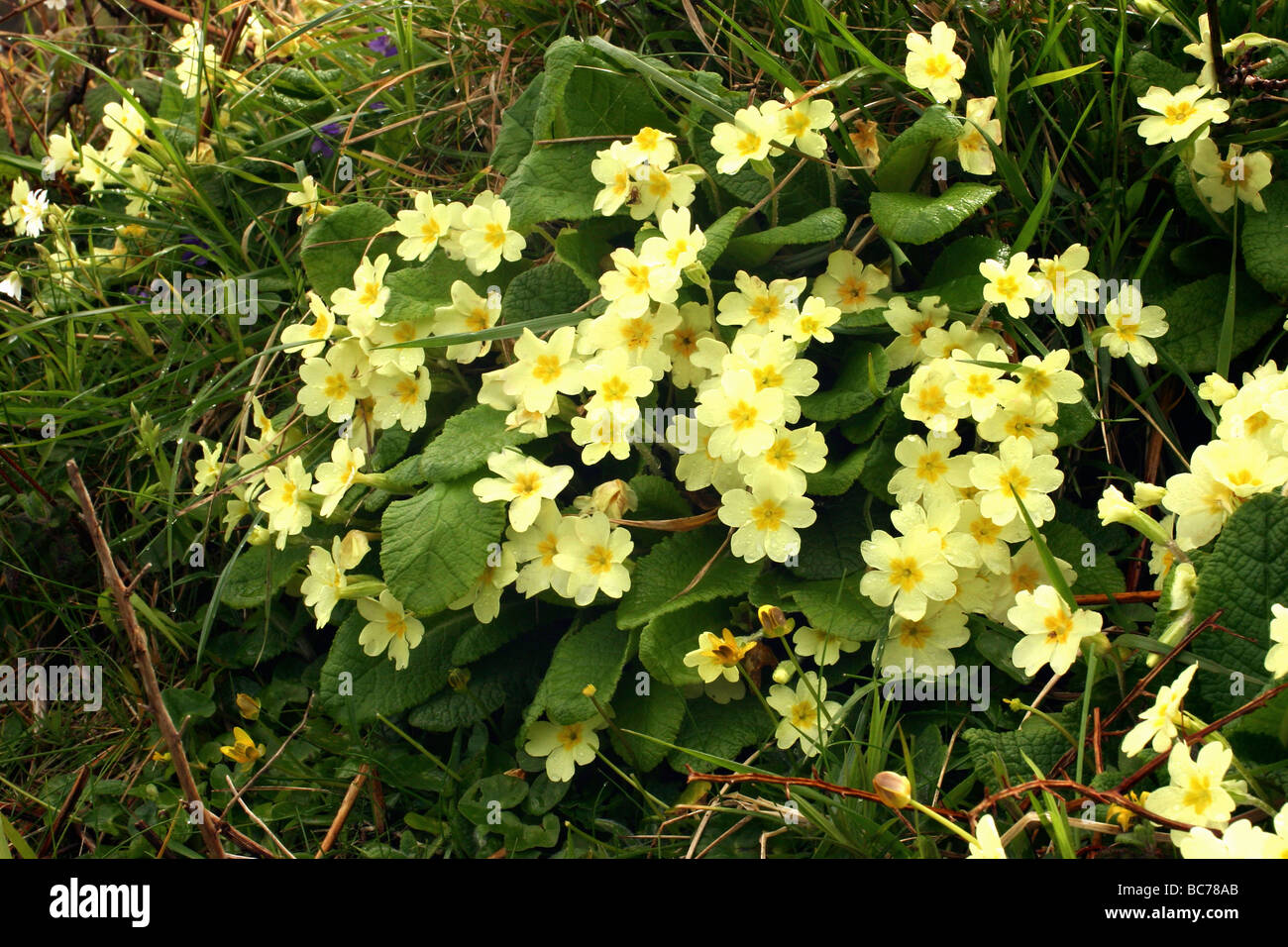 Primrose Primula vulgaris Primulaceae UK Stock Photo - Alamy
