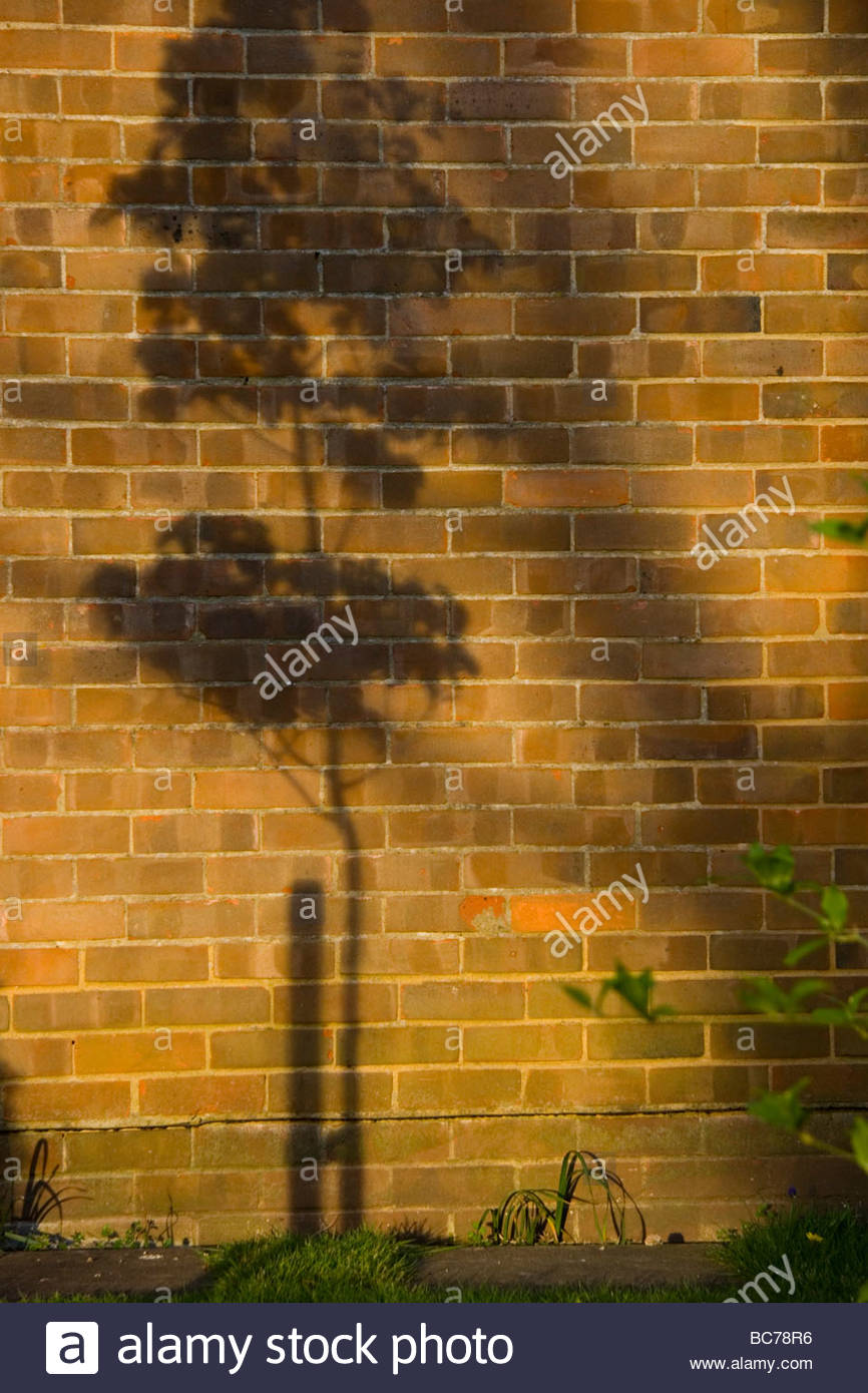 Tree Shadows On Wall Stock Photos & Tree Shadows On Wall Stock Images ...