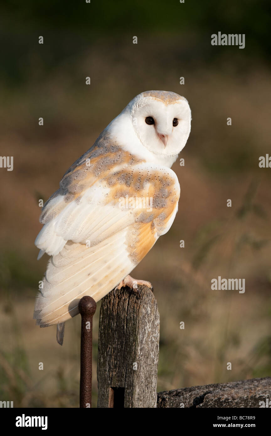 English barn owl prey hi-res stock photography and images - Alamy