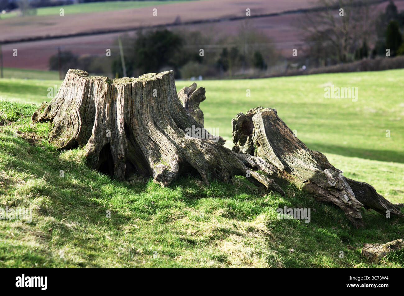 dead tree trunk Stock Photo - Alamy