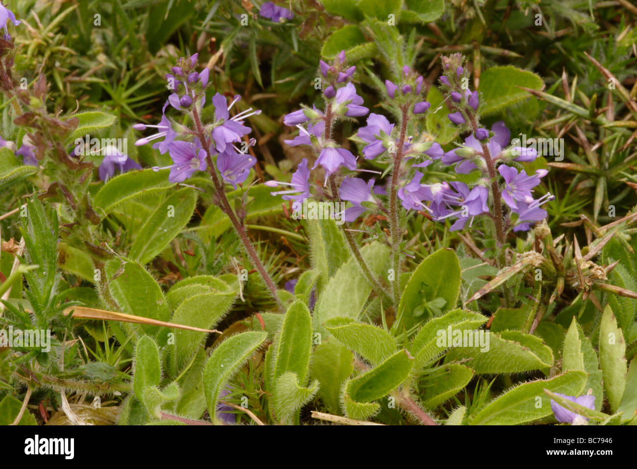 Heath speedwell veronica officinalis scrophulariaceae hi-res stock ...