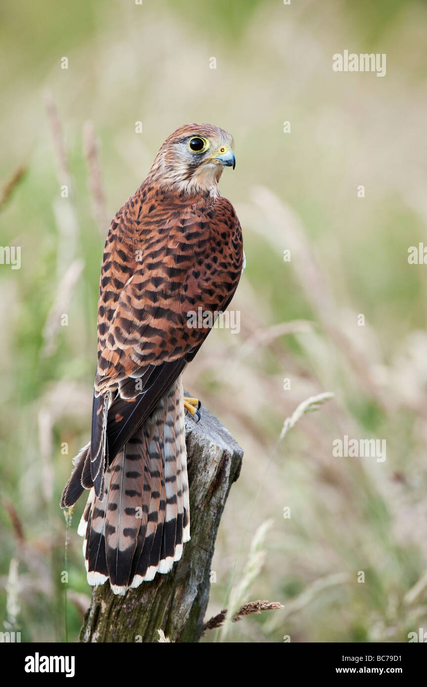 English raptors hi-res stock photography and images - Alamy