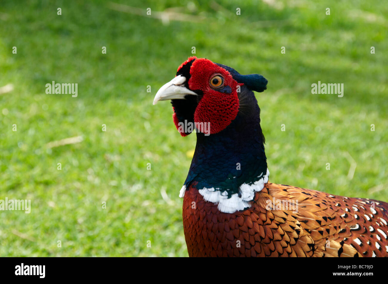 Fancy pheasant hi-res stock photography and images - Alamy
