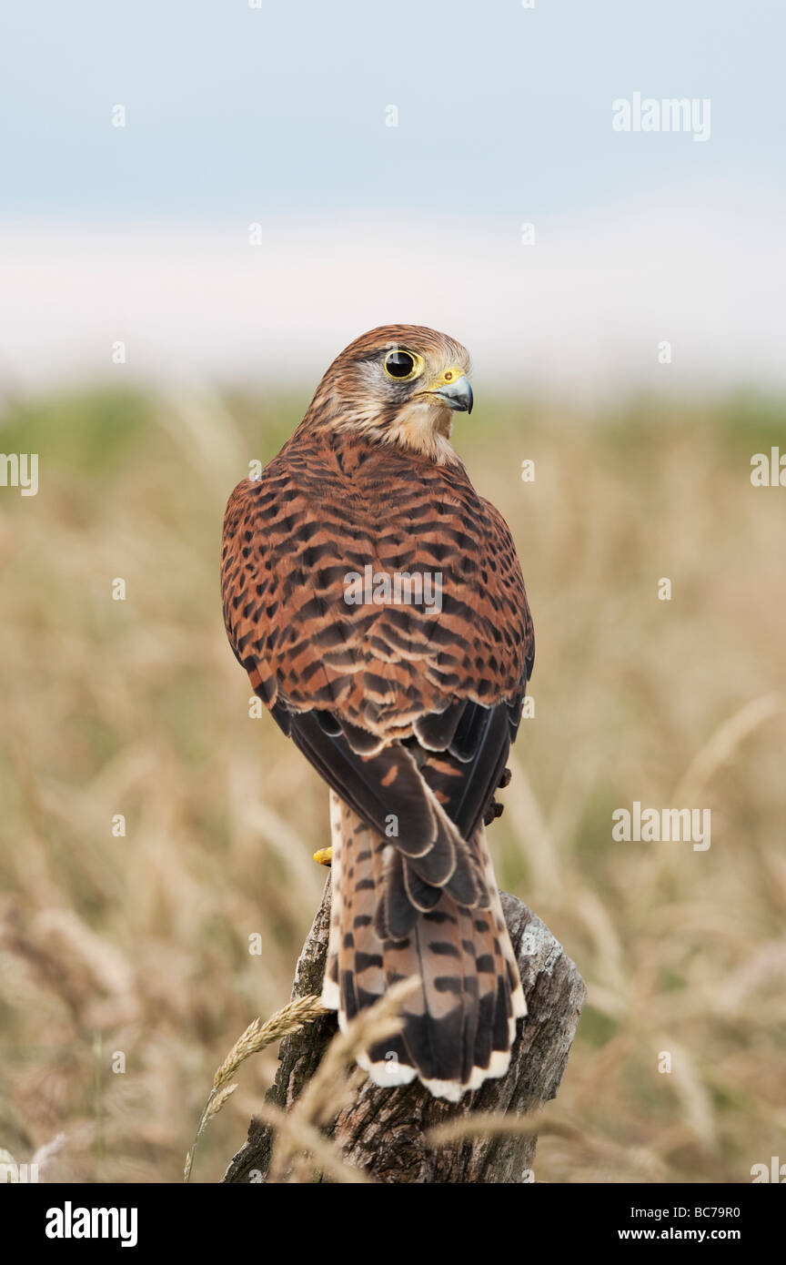 English raptors hi-res stock photography and images - Alamy