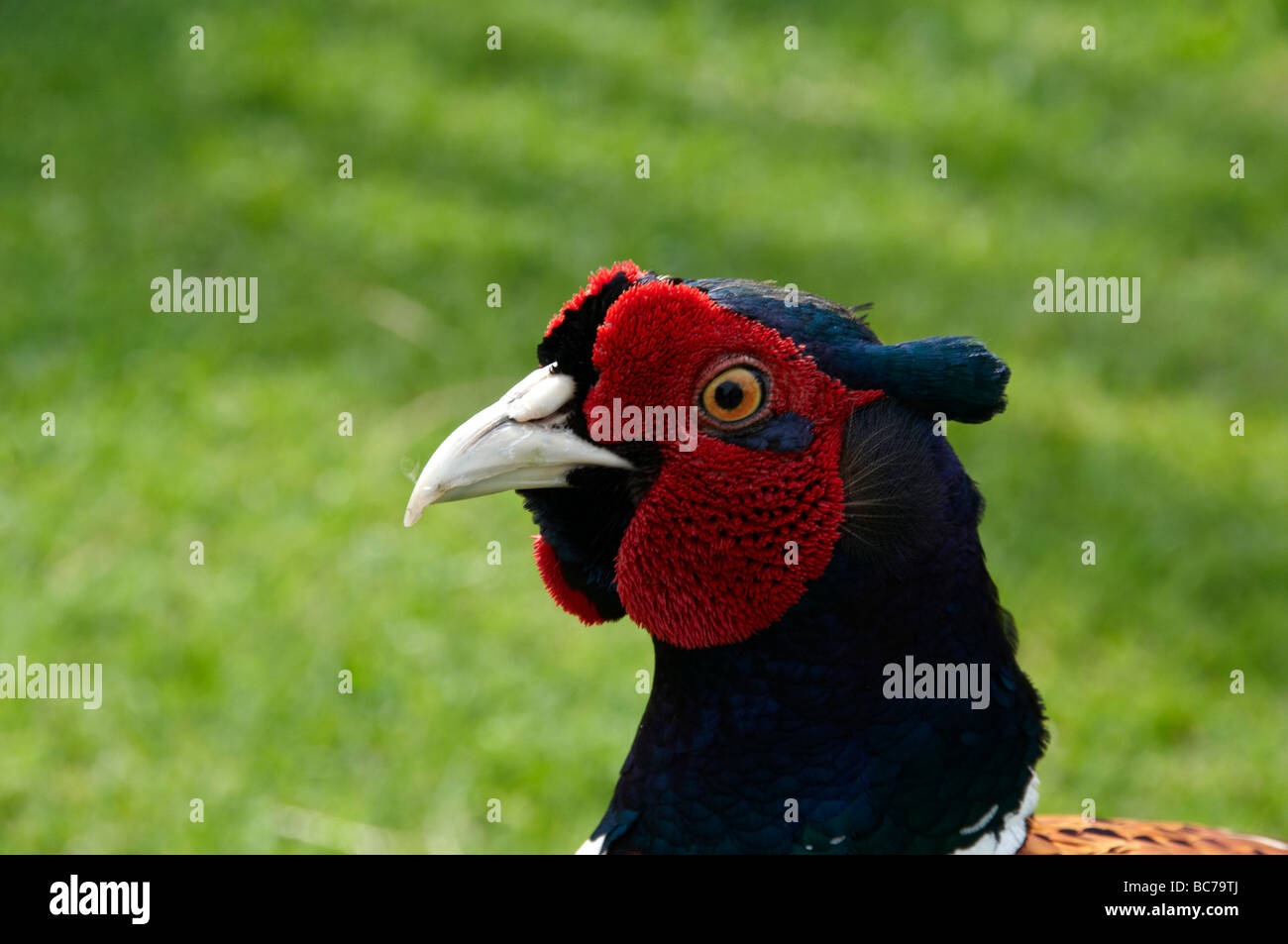 Fancy pheasant hi-res stock photography and images - Alamy