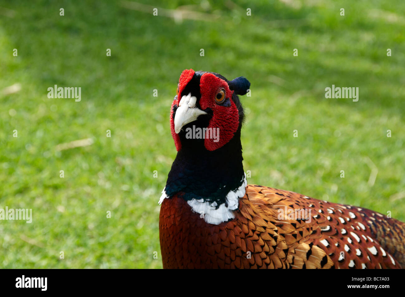 Fancy pheasant hi-res stock photography and images - Alamy