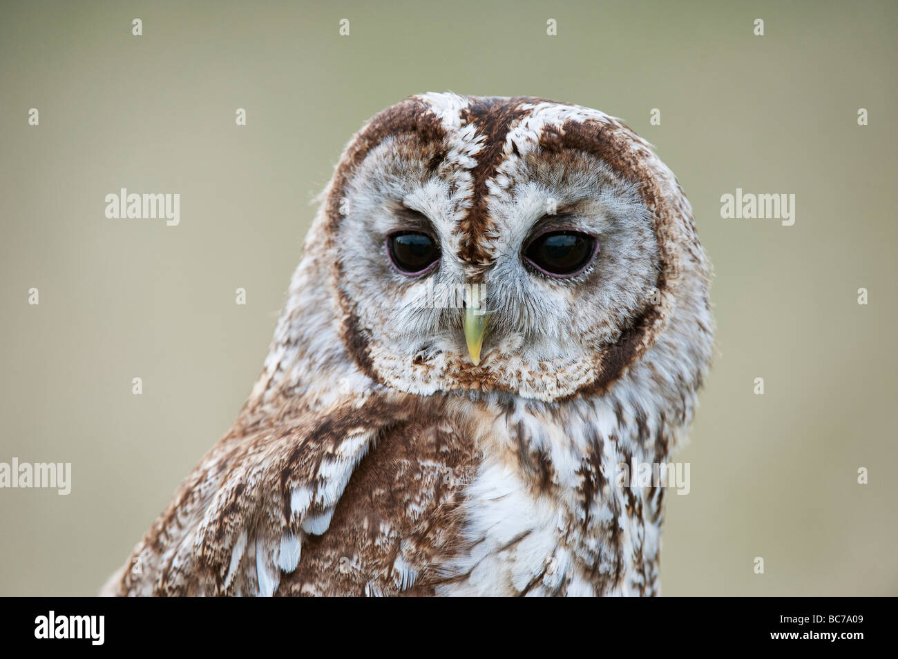 English owls hi-res stock photography and images - Alamy