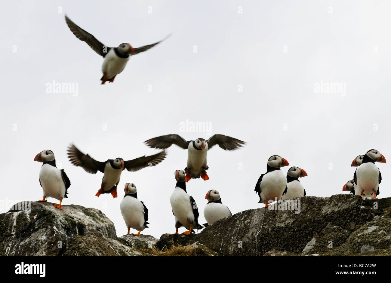 three puffins in-flight and other sitting on the edge of the cliff ...