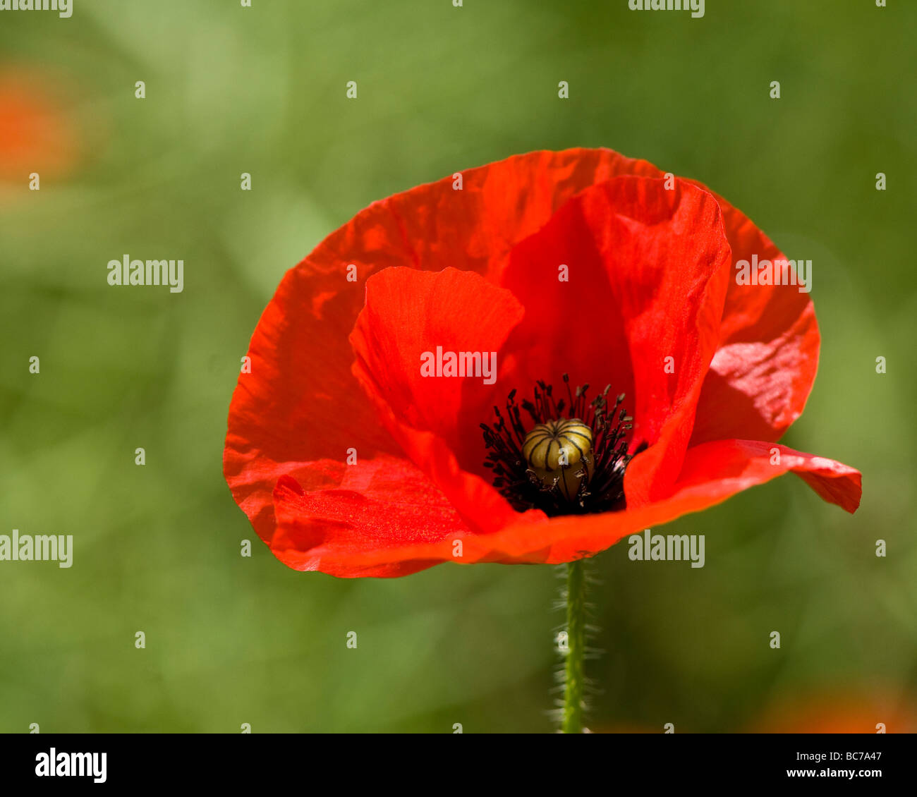 Once common wild flower hi-res stock photography and images - Alamy