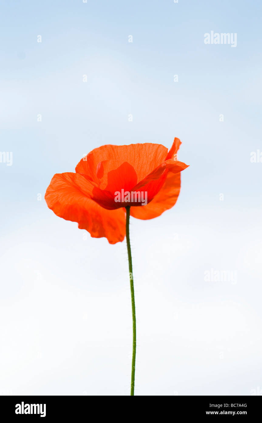 Common poppy Papaver rhoeas Stock Photo - Alamy