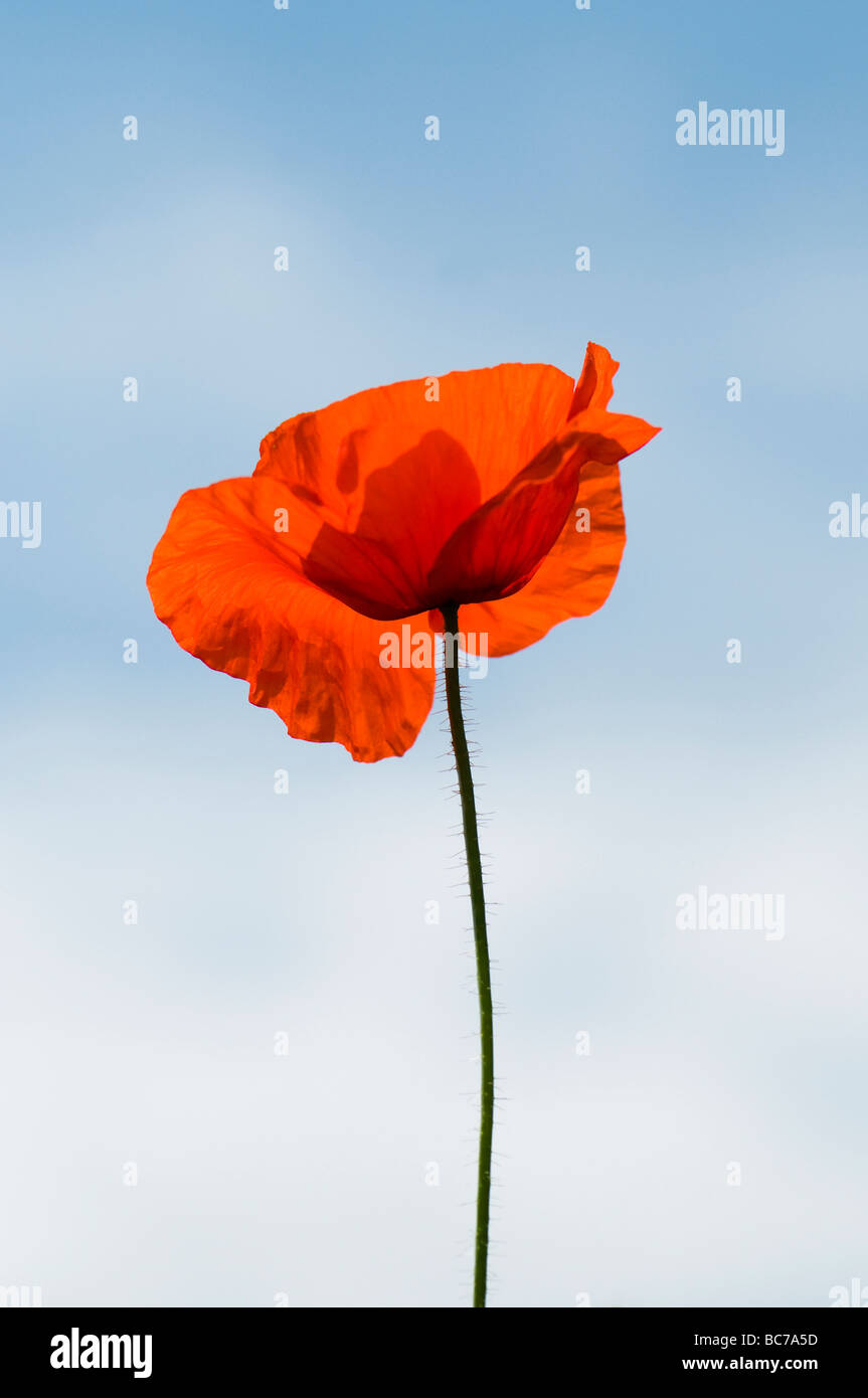 Common poppy Papaver rhoeas Stock Photo - Alamy