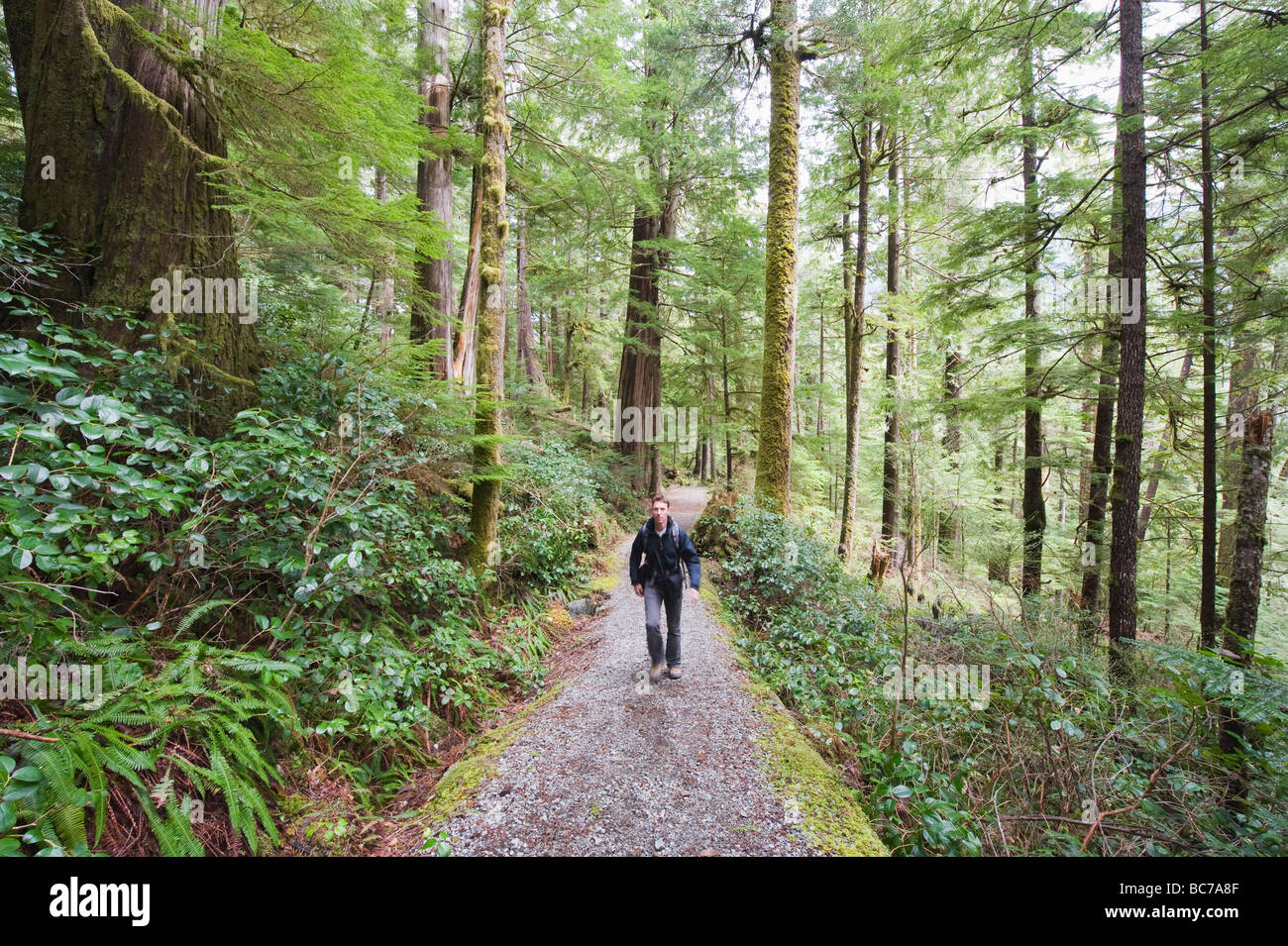 old growth forest in Carmanah Walbran Provincial Park Vancouver Island ...