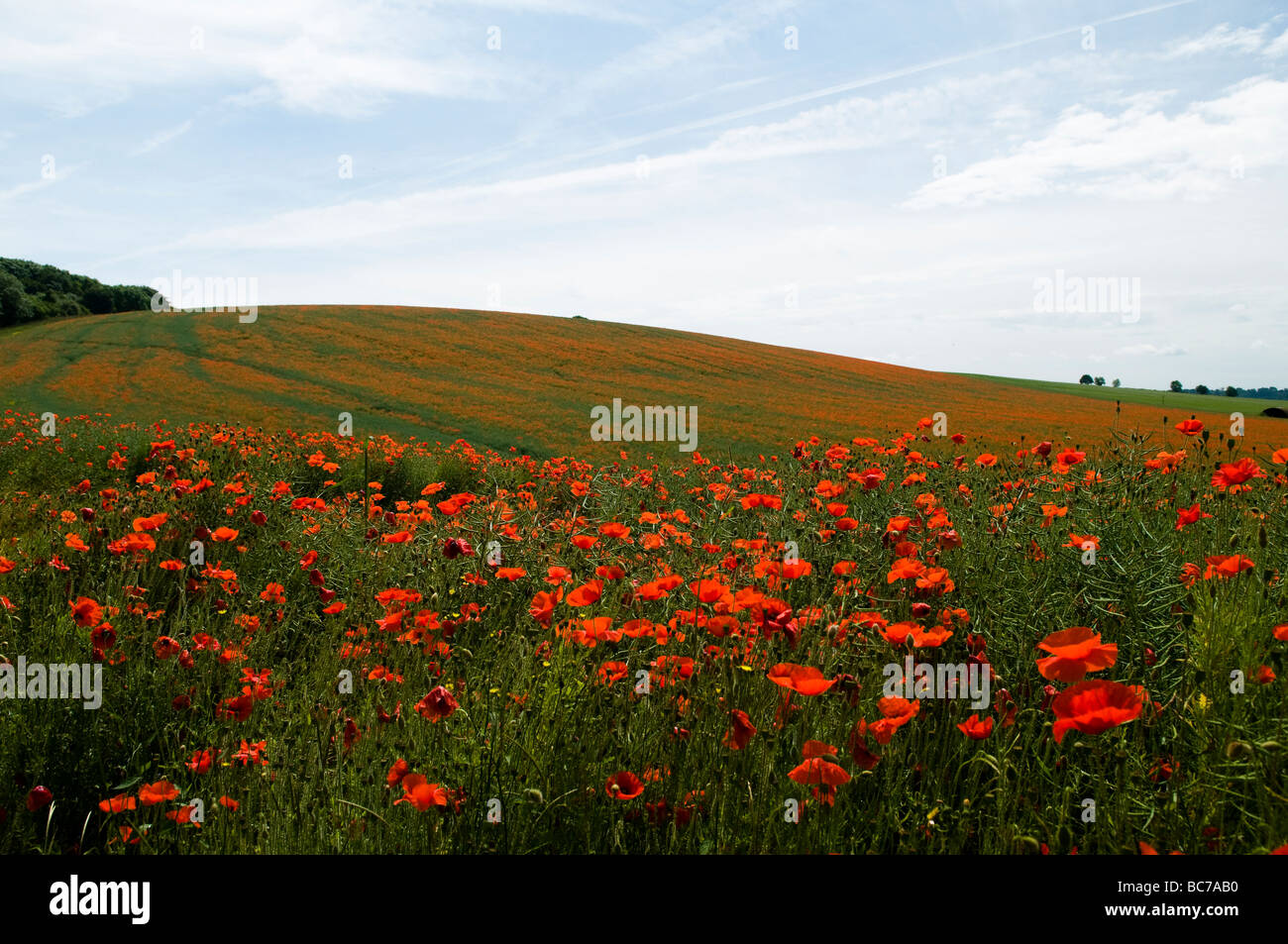 Poppy fields field of flowering poppies land hi-res stock photography ...