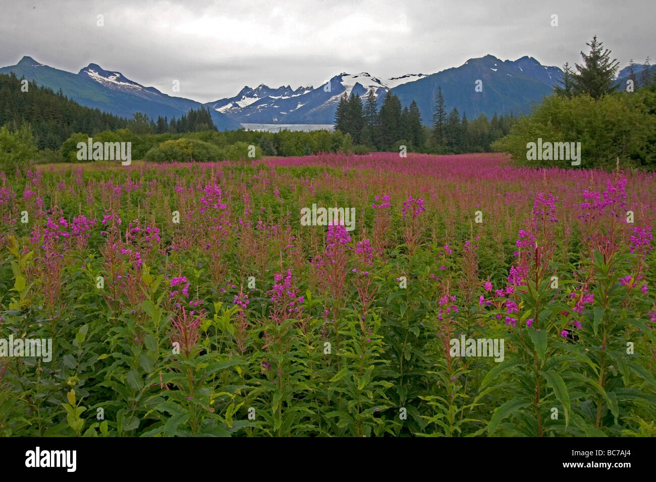 A field of Fireweed, Epilobium angustifolium, in front of some Alaskan ...