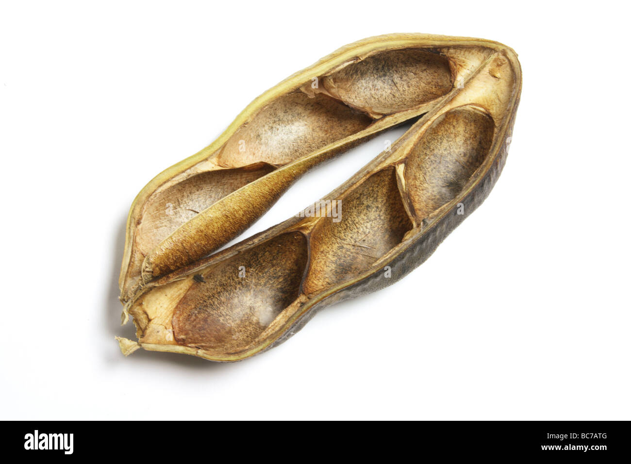 Dried plant pod hi-res stock photography and images - Alamy