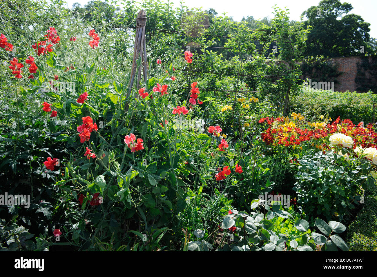 Devon plants hi-res stock photography and images - Alamy