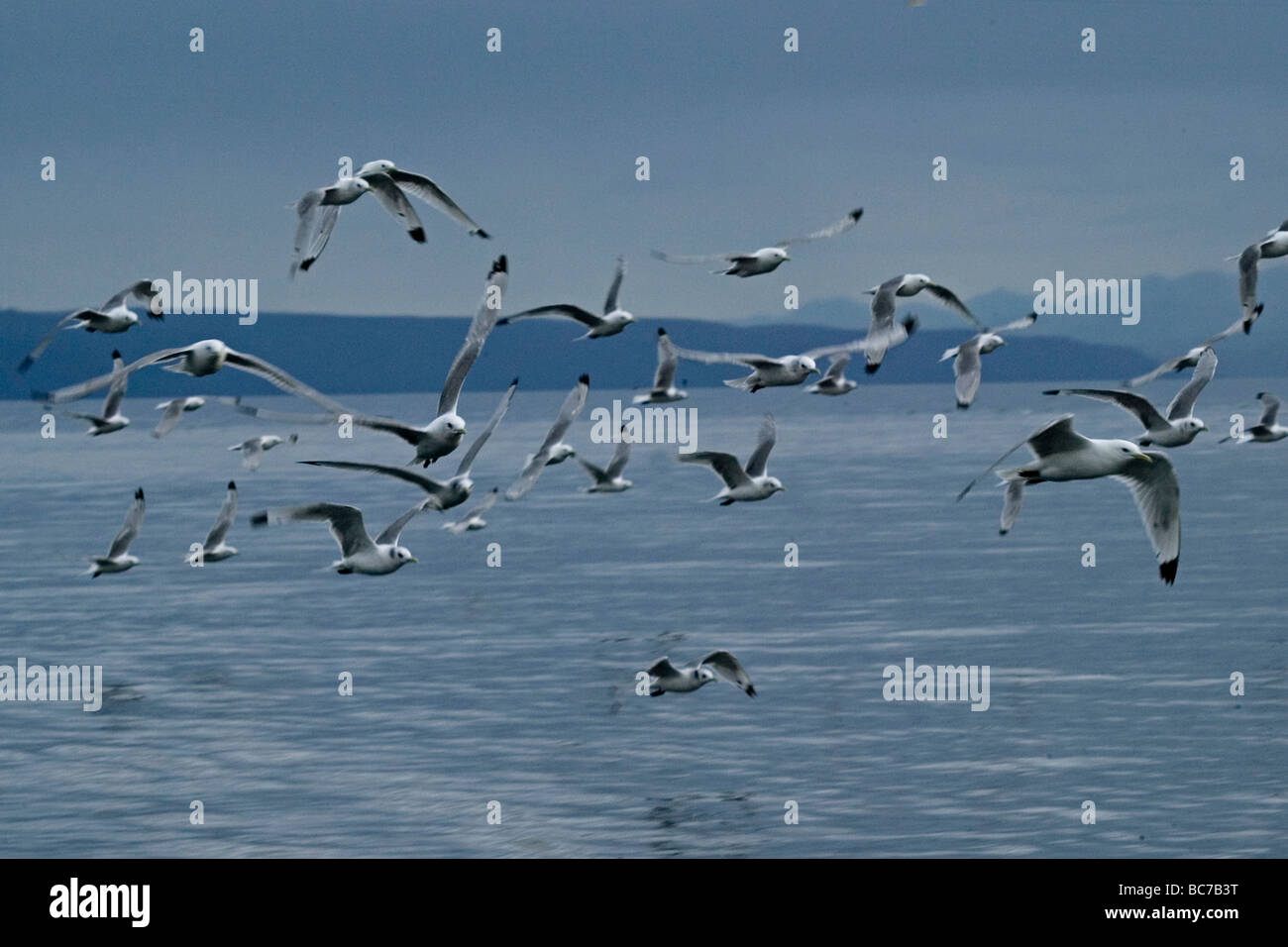 Flying flock of gulls hi-res stock photography and images - Alamy