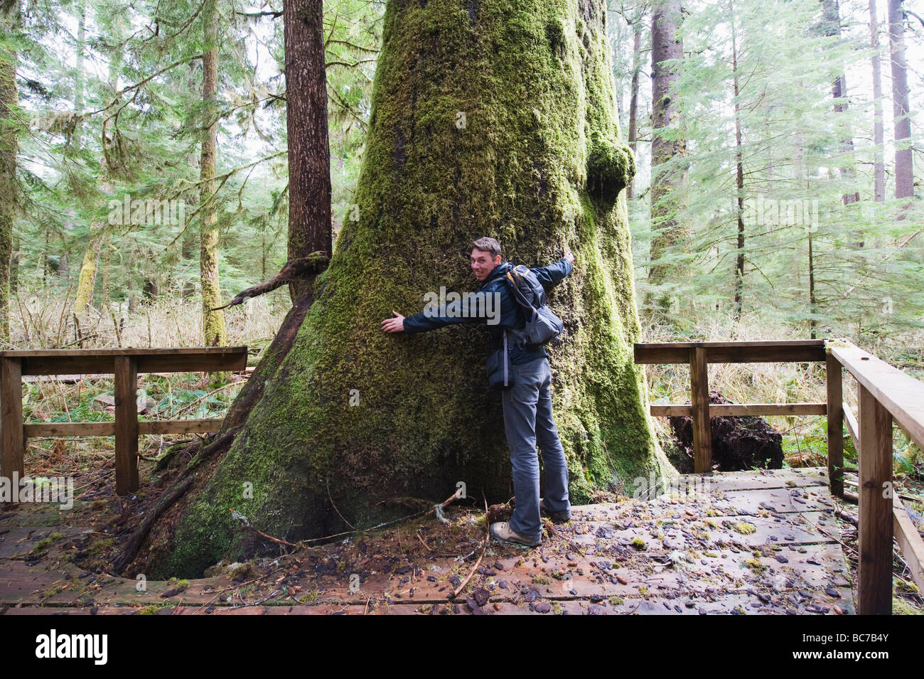 old growth forest in Carmanah Walbran Provincial Park Vancouver Island ...