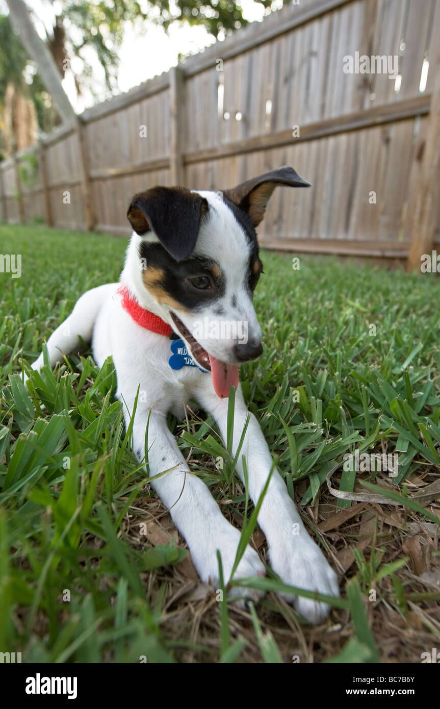 Dog dig yard hi-res stock photography and images - Alamy