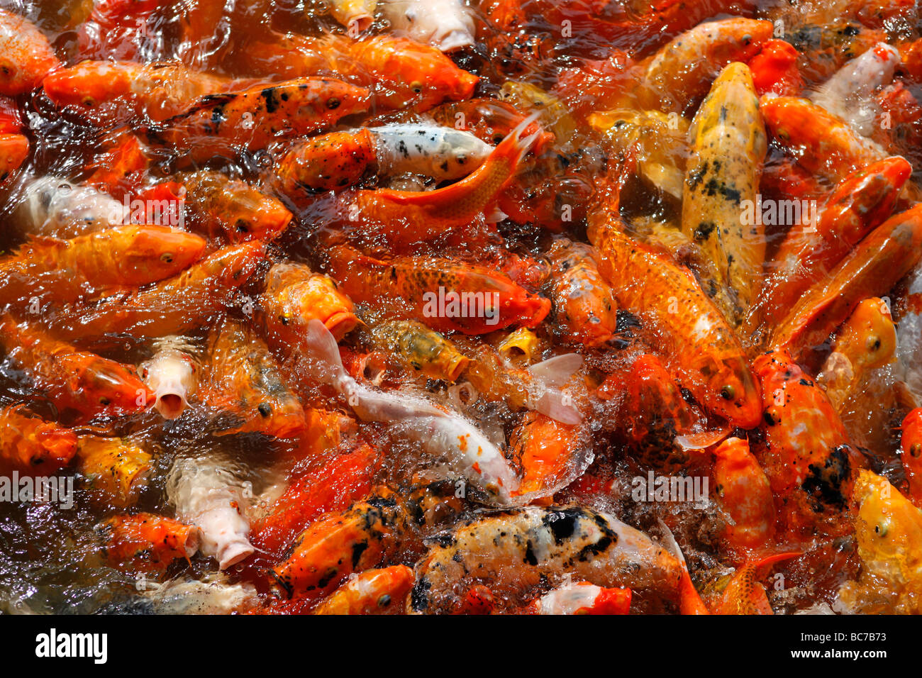 hungry fish fighting for food Stock Photo - Alamy