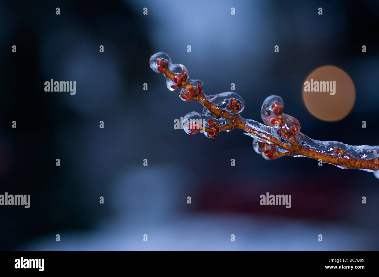 Macro of frozen tree branch with buds Stock Photo - Alamy