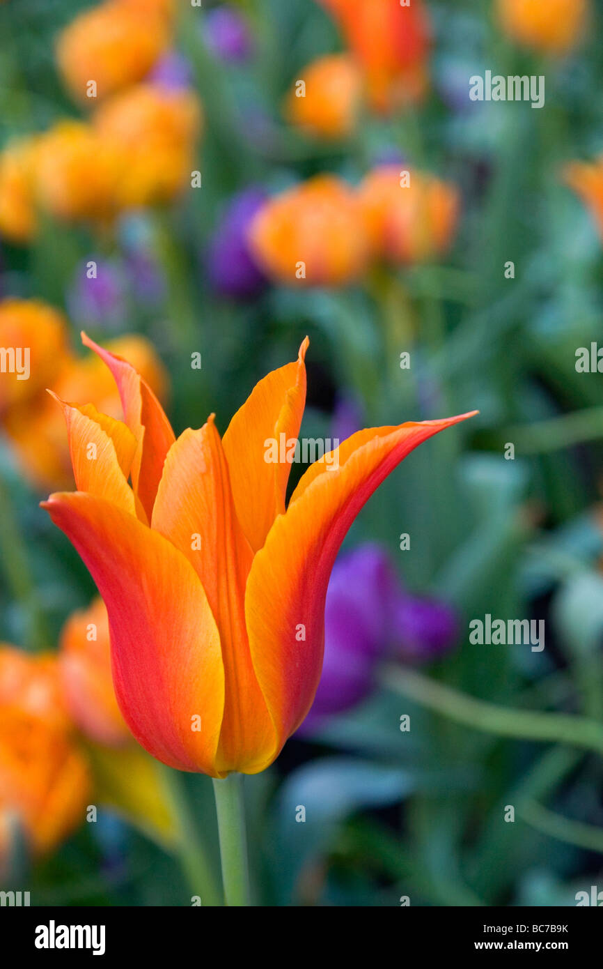 Chicago plant chicago hi-res stock photography and images - Alamy